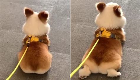 산책 나왔다가 다리 아파서 바닥에 앉아 쉬고 있던 웰시코기 강아지의 돌발 행동