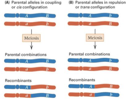 Chapter 15 Biology Chromosomal Basis Of Inheritance Flashcards Quizlet