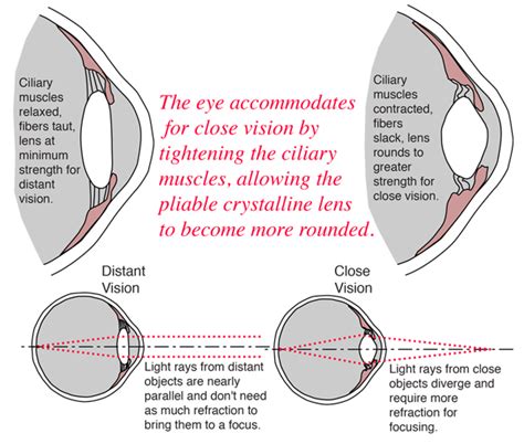 Accommodation Of The Eye To Different Focus Distance