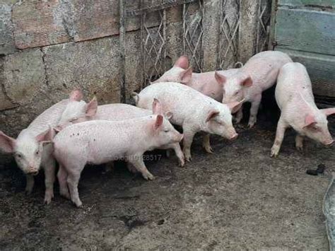 Продавам малки прасенца Прасета Селскостопански животни Ямбол Продавам малки прасенца