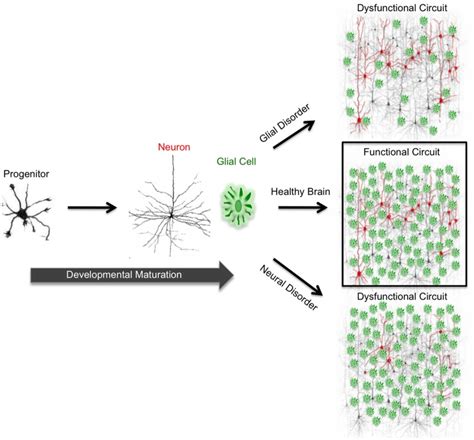 Functional Circuit Formation Stems From Precise Coordination Between