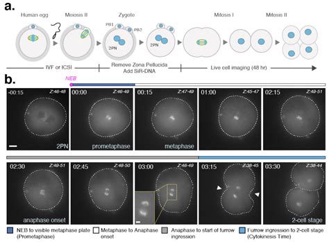 The First Mitotic Division Of The Human Embryo Is Highly Error Prone