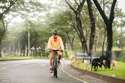 가축이 도로에서 횡단 할 때 거리에서 자전거를 타는 남성 가축에 대한 스톡 사진 및 기타 이미지 가축 건강한 생활방식 길거리 스타일 Istock