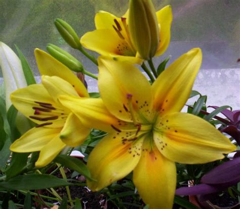 Леди Lilium/Pollyanna