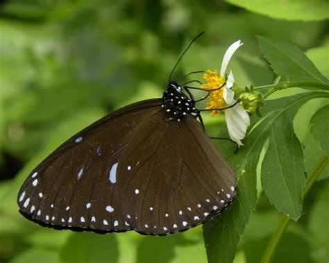 Euploea Eunice Facts Diet Habitat And Pictures On Animaliabio