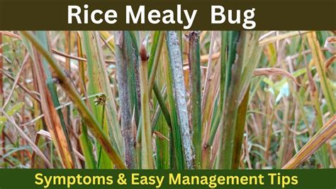Rice Mealy Bug And Easy Management Tips Youtube