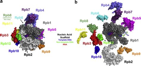 Rna Polymerase Ii Structure