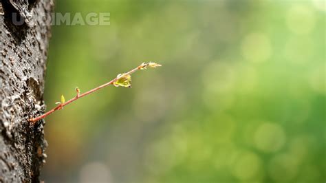 봄 배경 이미지 나무위로 자라난 새싹 유토이미지 상세페이지 베이직샵 사진 20566914