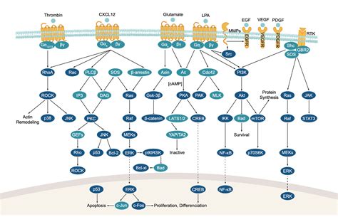 Gpcrg Protein Signaling Pathways