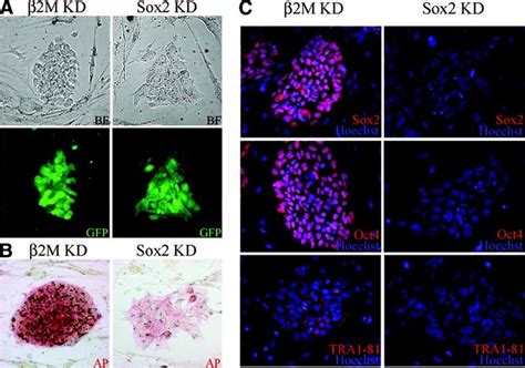 Regulation Of Self‐renewal And Pluripotency By Sox2 In Human Embryonic