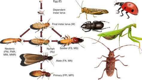 Digestive System Of Insects Structure Functions Biology Notes Online