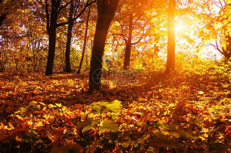 秋天的风景与阳光下的树木高清图片下载 正版图片503300063 摄图网