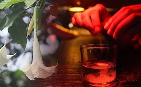 La Scopolamine Ou Burundanga La Drogue Qui Annule Votre Volonté Nos