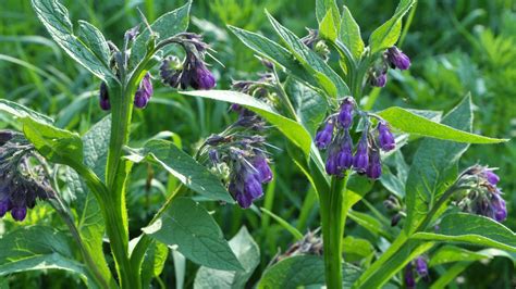 How To Plant Comfrey Cuttings