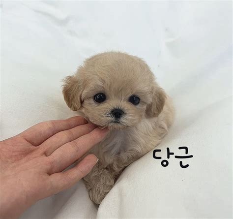 말티푸 공주님 분양완료 분양중인 말티푸 아가몽