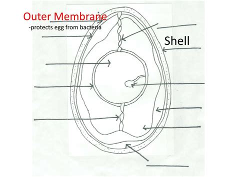 What Is Egg Shell Membrane At Keira Crampton Blog