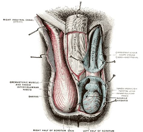Male Reproductive System Anatomy Flashcards Quizlet