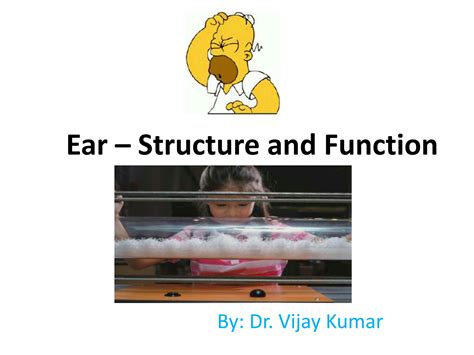 SOLUTION Human Ear Structure And Functions Studypool