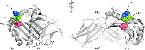 Functional Relevance Of Key Hla Amino Acids Associated With Cc Risk A