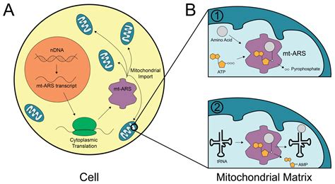 Genes Free Full Text The Role Of Nuclear Encoded Mitochondrial Trna Charging Enzymes In