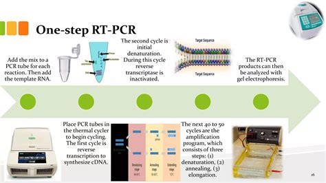 Rt Pcr Reverse Transcription Pcr Ppsx