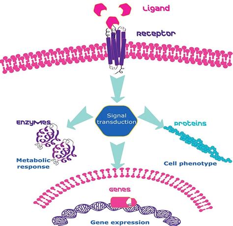 Growth Factors And Cytokines