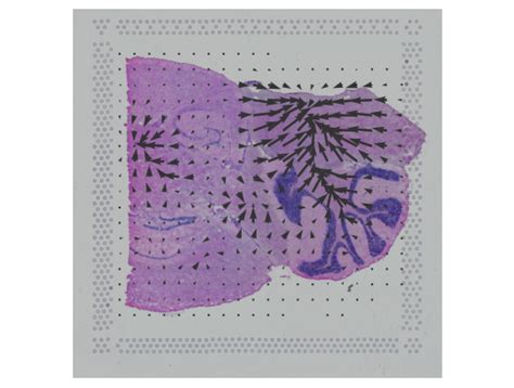 Visium Data Example Mouse Brain Commot Documentation