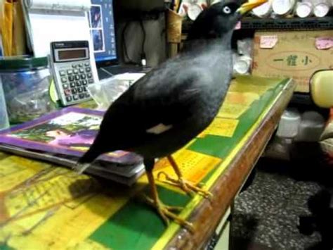 會說話的鳥II稿喂寵物鳥八哥 YouTube