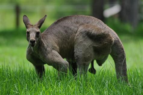 Here Are 12 Pictures Of The Most Unique And Remarkable Animal Genitalia