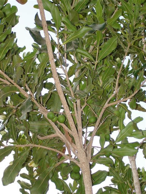 Macadamia Diseases And Pests Description Uses Propagation