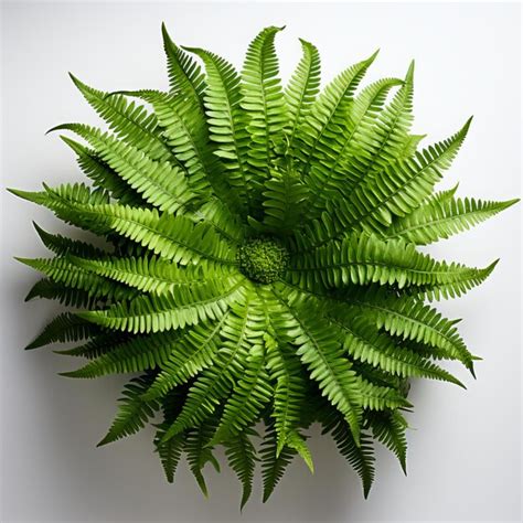 Create An Image Of A Top View Of A Dense Clump Of Grasses Isolated On A