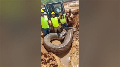 Giant Snake Found At Construction Site Shocks Workers Youtube