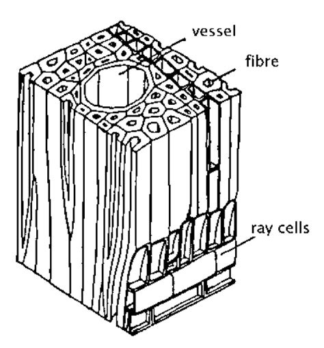 Cell Structure And Grain