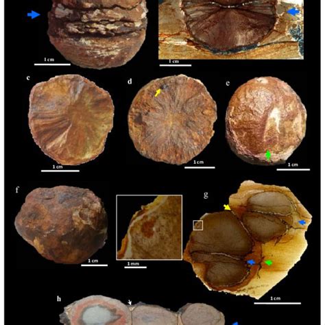 Deformation Of Nodules A B Top And Internal Views Of A Spheroidal Download Scientific
