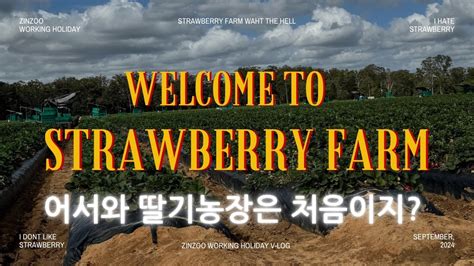 🍓세컨딸라고 딸기농장갔다가 개후회하고 지역이동했슴다 🍓 호주딸기농장 호주워홀 호주워킹홀리데이 브리즈번워홀 호주농장