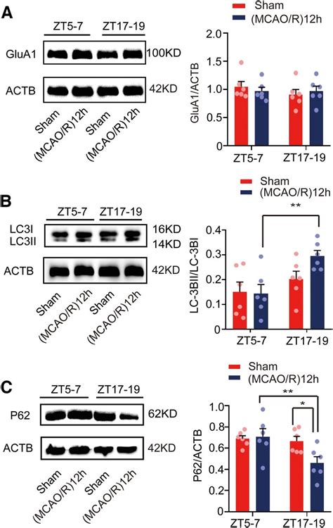 Glua1 Degradation By Autophagy Contributes To Circadian Rhythm Effects On Cerebral Ischemia
