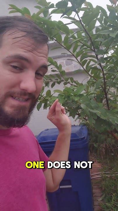 How To Get Bigger Guava With More Flowers Guava Foodforest Youtube