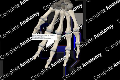 Distal Articular Facet Of Fourth Metacarpal Bone Complete Anatomy