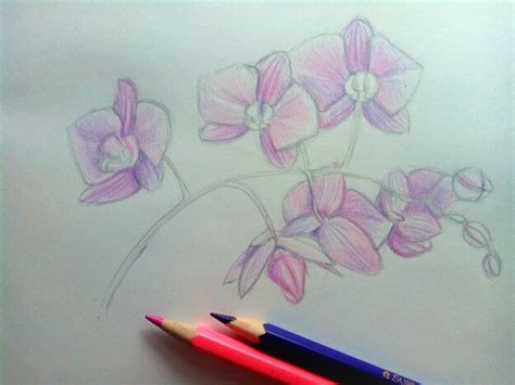 Как нарисовать орхидею карандашом поэтапно начинающим