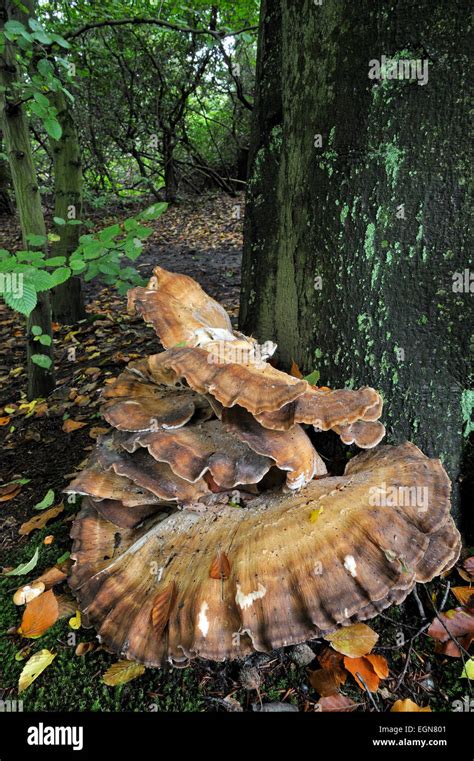 Giant Polypore Bracket Fungus Black Staining Polypore Meripilus Giganteus Polyporus