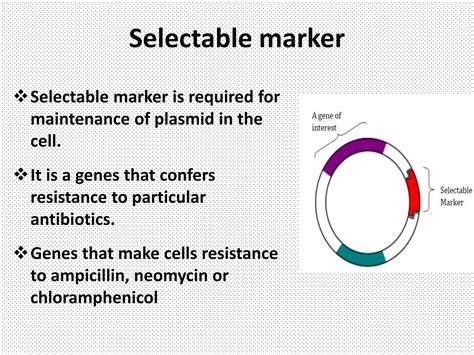Presentation On Marker Genes Pptx