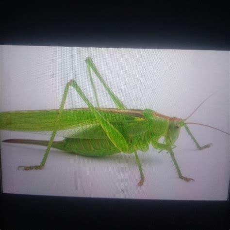 Grasshopper Fan Youtube