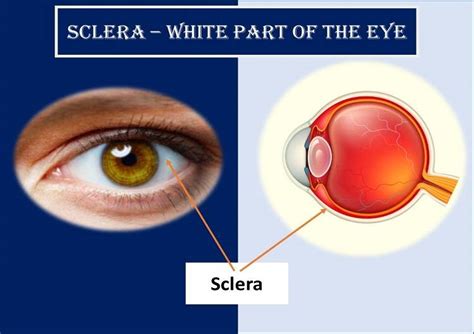 Sclera Function Define Celera Anda