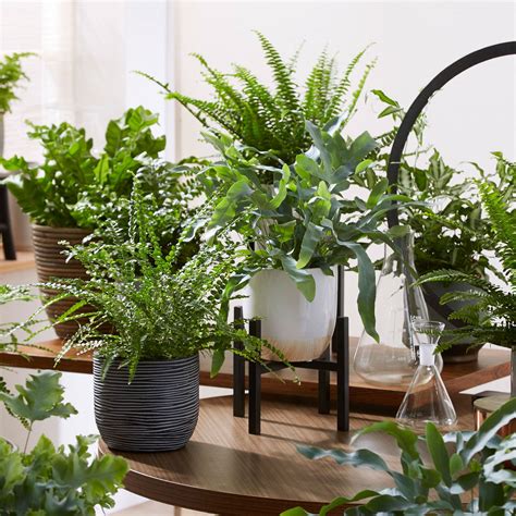 Buy House Plants Now Sword Fern Nephrolepis Duffi