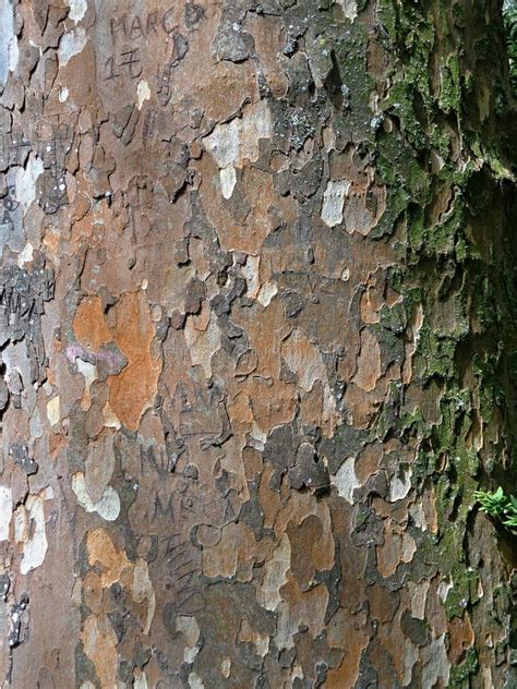 Tree Trunk With Carved Names Showing Colorful Bark And Moss Stock Photo Image Of Peeling Tree
