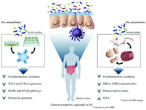 Summary Of Probiotic Anti Inflammatory Effects In Intestinal Chronic