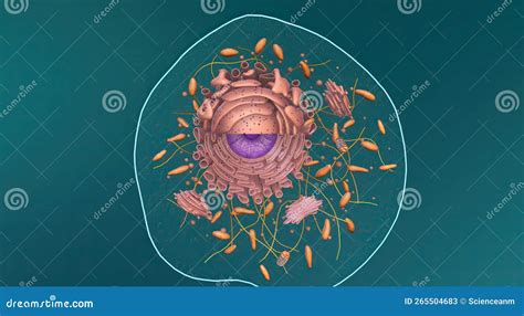 Eukaryote Any Cell Or Organism That Possesses A Clearly Defined Nucleus Stock Illustration