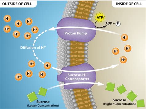 5 4 Active Transmembrane Transport Online Textbook For Biol 395