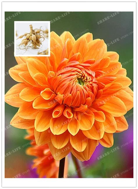 Размер оранжевый луковицы георгина цветок бонсай луковицы цветов символизирующие смелости и