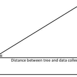 Demonstration Of Tree Height Measurement Download Scientific Diagram